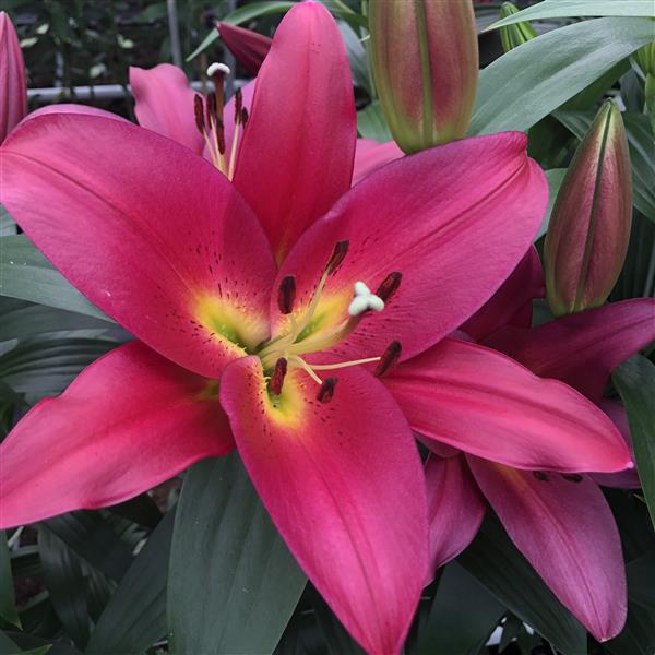 Red Desire Orienpet Hybrid Lily – The Lily Pad Bulb Farm