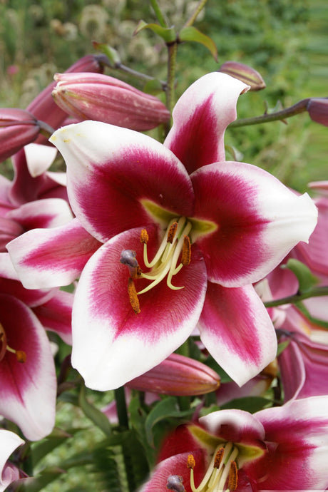 The Lily Pad Bulb Farm