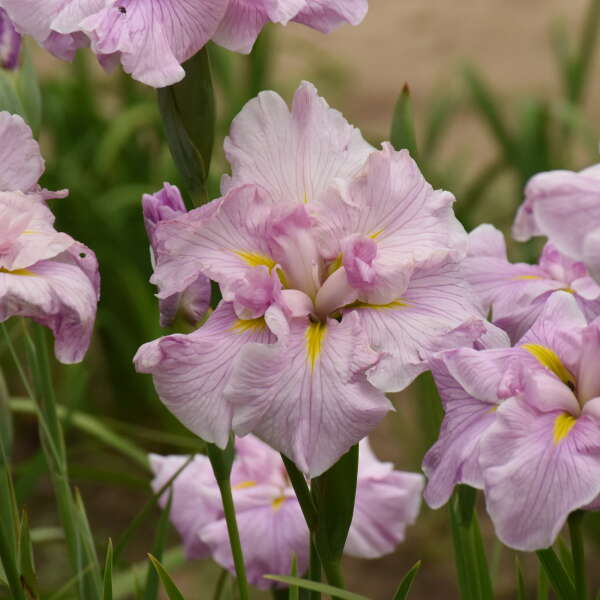 The Lily Pad Bulb Farm