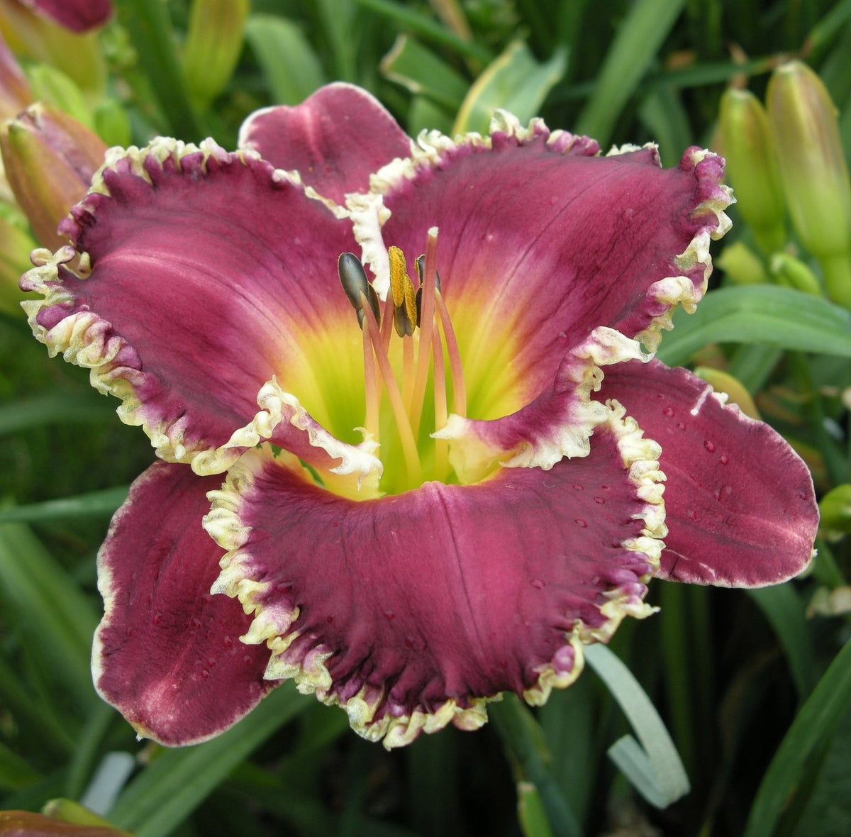 Daylilies – The Lily Pad Bulb Farm