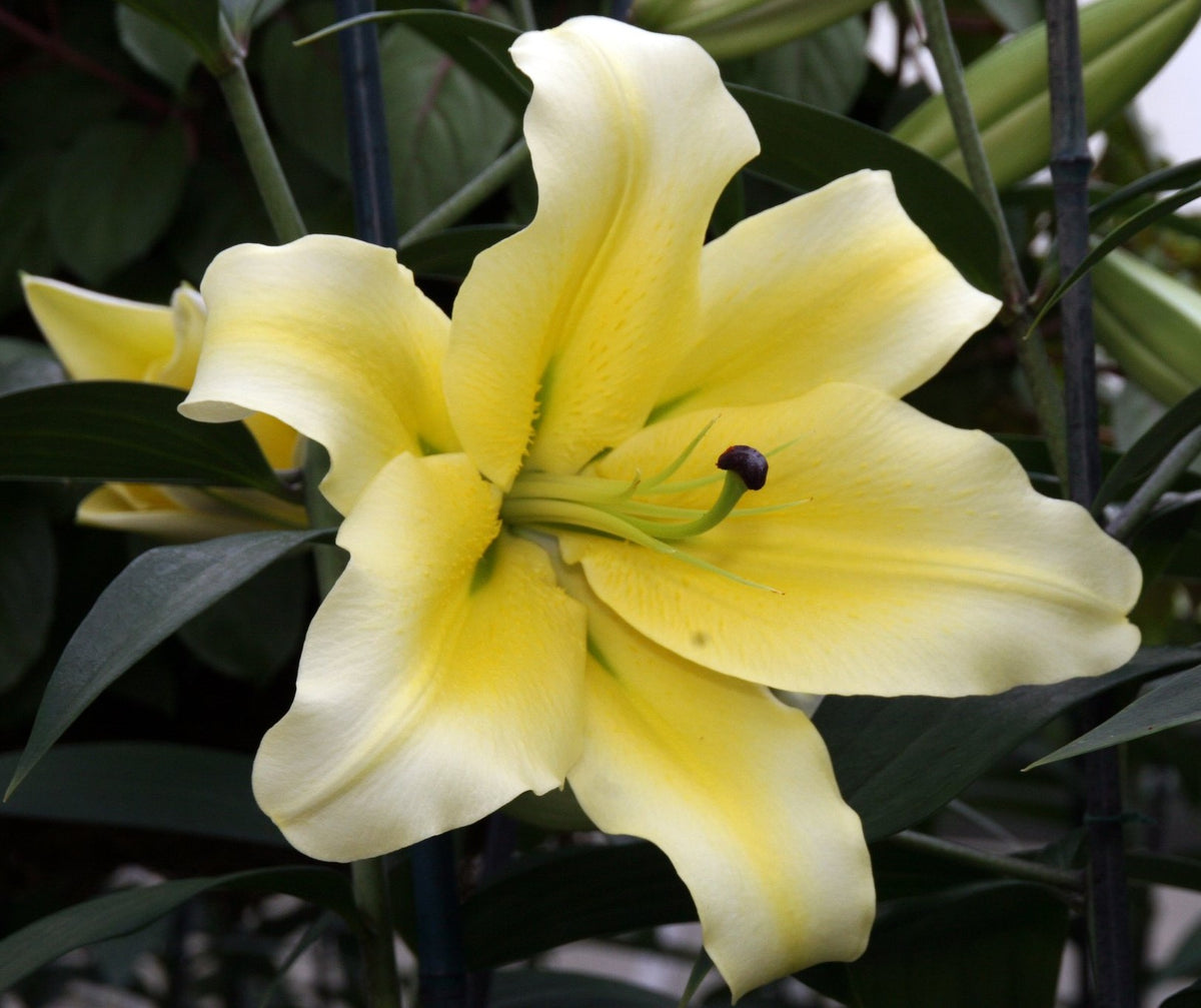 Orienpet (O.T.) Lilies – The Lily Pad Bulb Farm