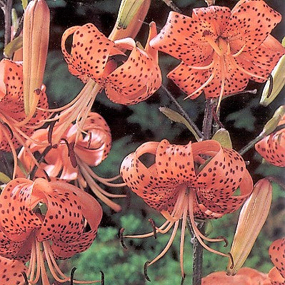 Species Lilies – The Lily Pad Bulb Farm