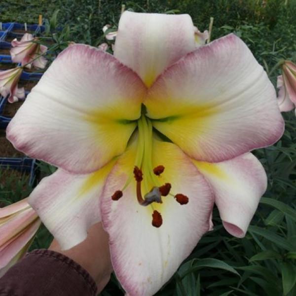 Beijing Moon Orienpet Lily – The Lily Pad Bulb Farm
