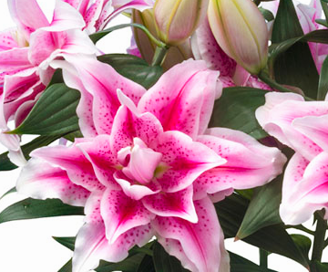 Double Oriental Lilies – The Lily Pad Bulb Farm
