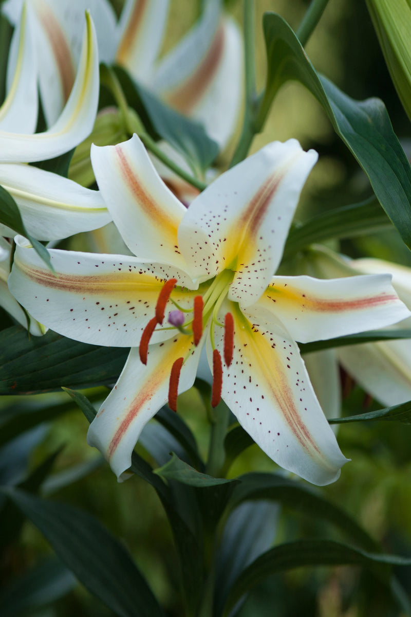Garden Party Dwarf Oriental Lily – The Lily Pad Bulb Farm
