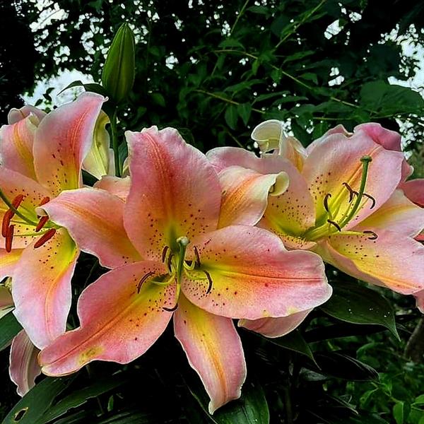 Salmon Party Dwarf Oriental Lily – The Lily Pad Bulb Farm