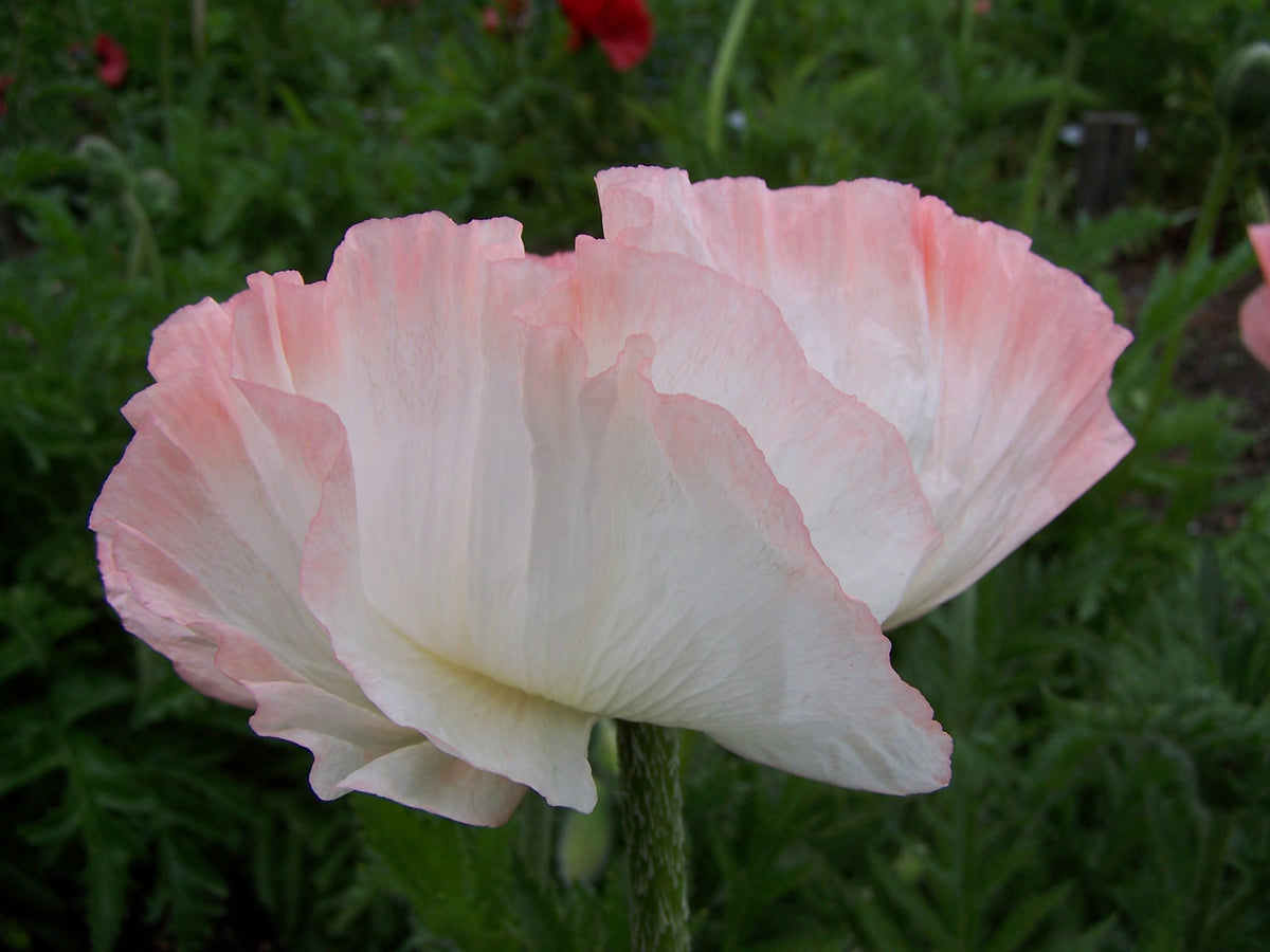 Shasta "Super" Poppy – The Lily Pad Bulb Farm