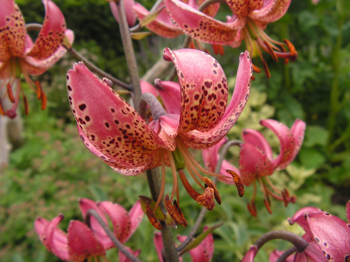 Manitoba Morning Martagon Lily – The Lily Pad Bulb Farm