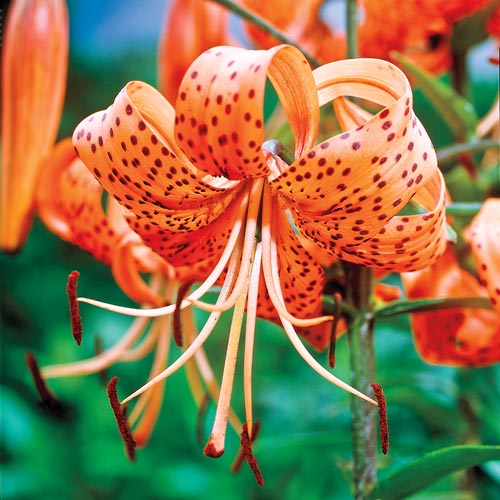 Tiger Lily Species Lily – The Lily Pad Bulb Farm