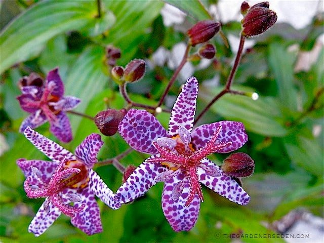 Tricyrtis 'Dark Beauty' – The Lily Pad Bulb Farm